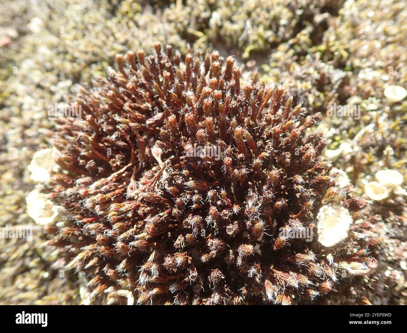 bristly haircap moss (Polytrichum piliferum Stock Photo - Alamy