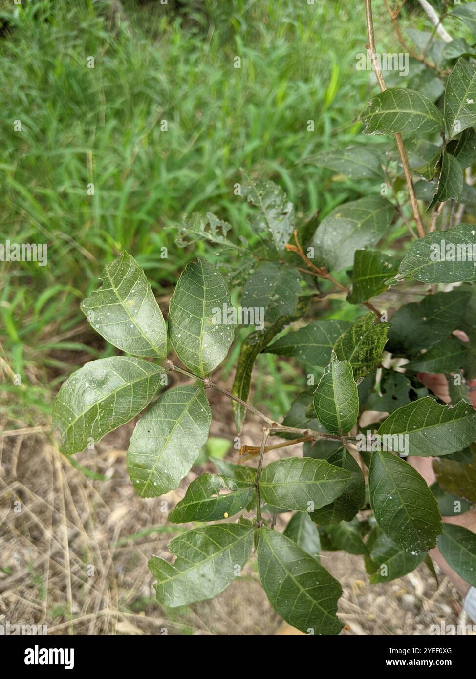 Xylocarpa hi-res stock photography and images - Alamy