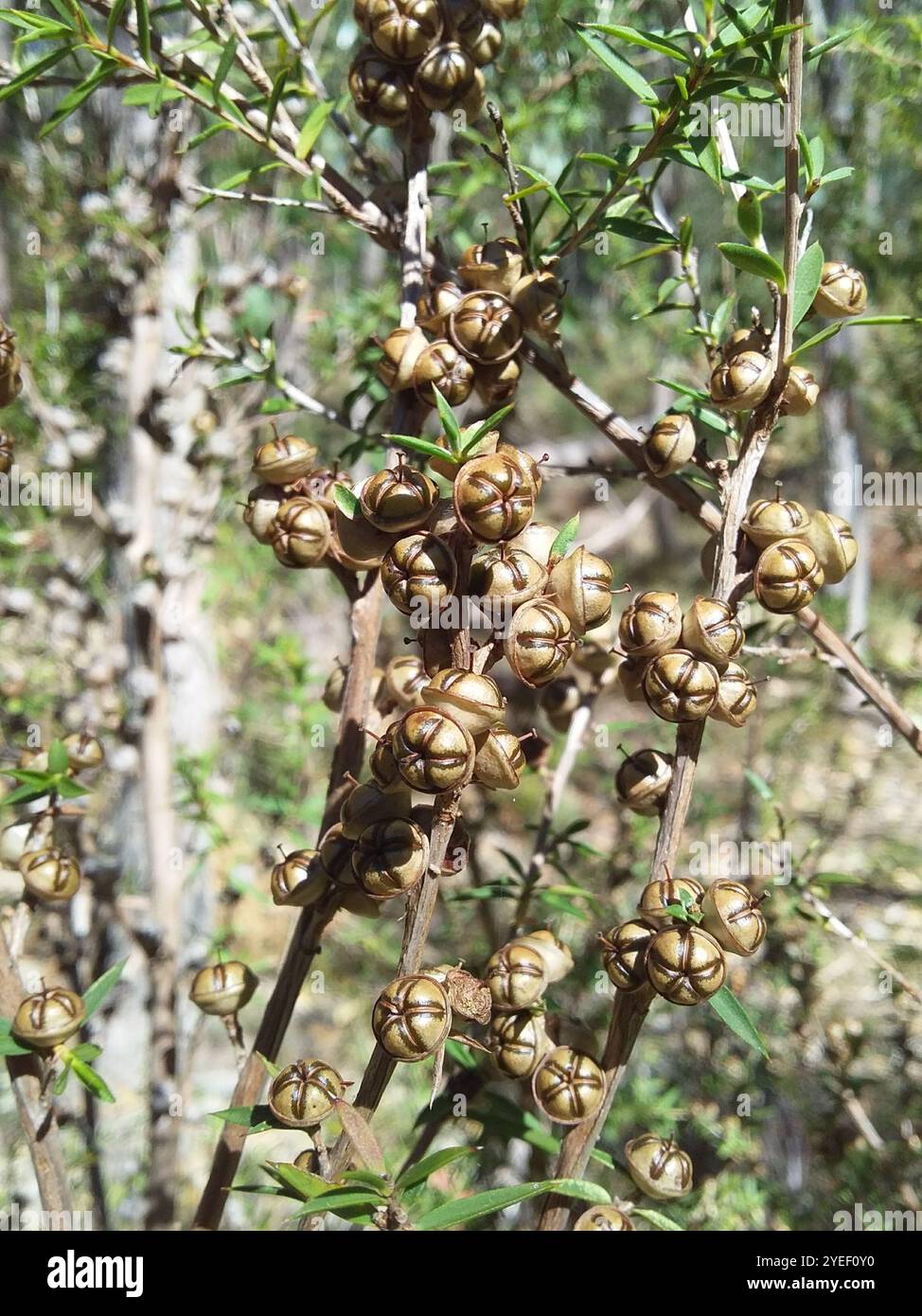 prickly tea-tree (Leptospermum continentale Stock Photo - Alamy