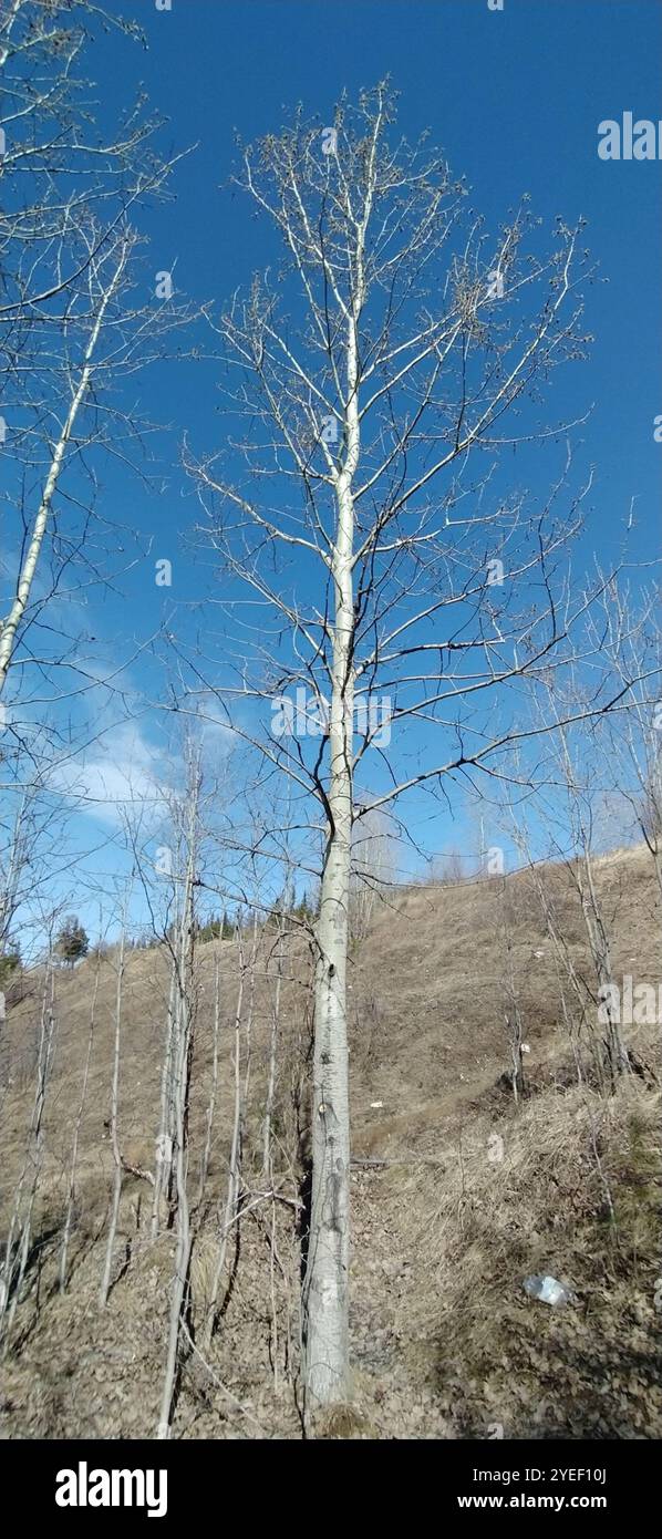 European aspen (Populus tremula Stock Photo - Alamy