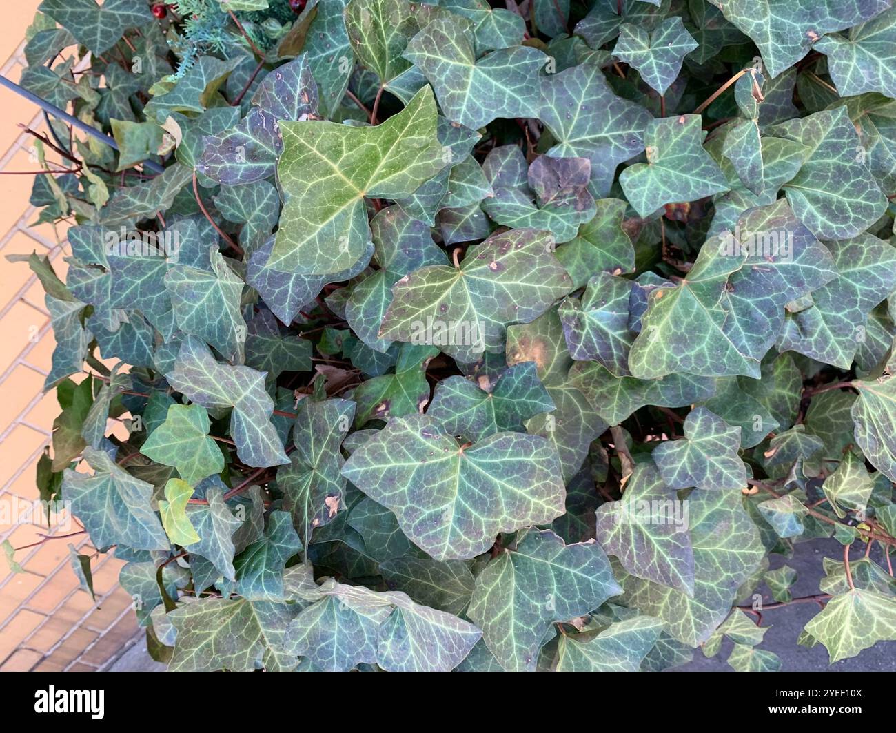 common ivy (Hedera helix Stock Photo - Alamy