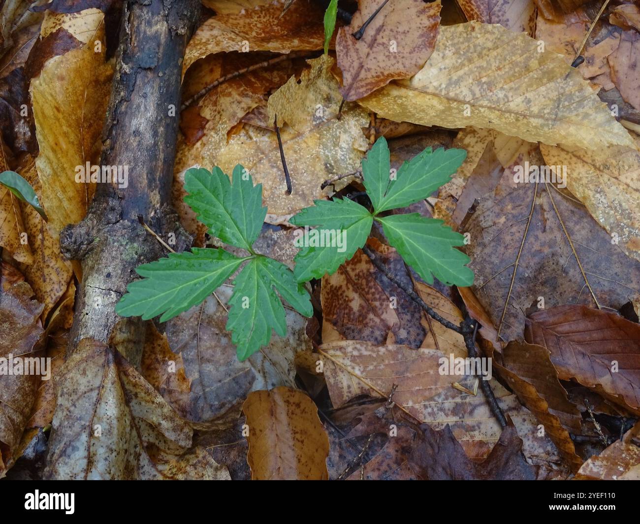 Two-leaved Toothwort (Cardamine diphylla Stock Photo - Alamy