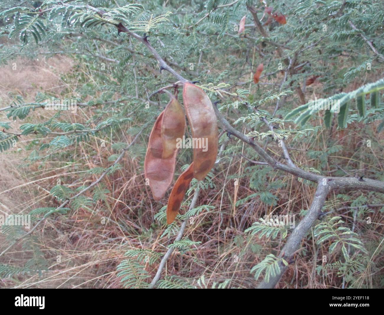 Senegal gum hi-res stock photography and images - Alamy