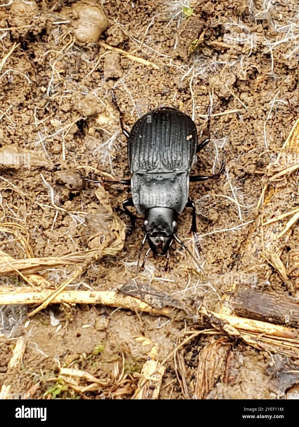 Notch-mouthed Ground Beetle (Dicaelus purpuratus Stock Photo - Alamy