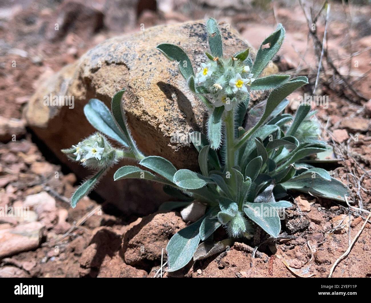 Perennial Cryptanthas (Oreocarya Stock Photo - Alamy