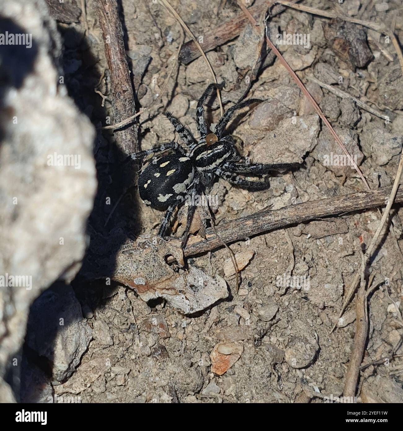Spotted Ground Swift Spider (Nyssus coloripes Stock Photo - Alamy