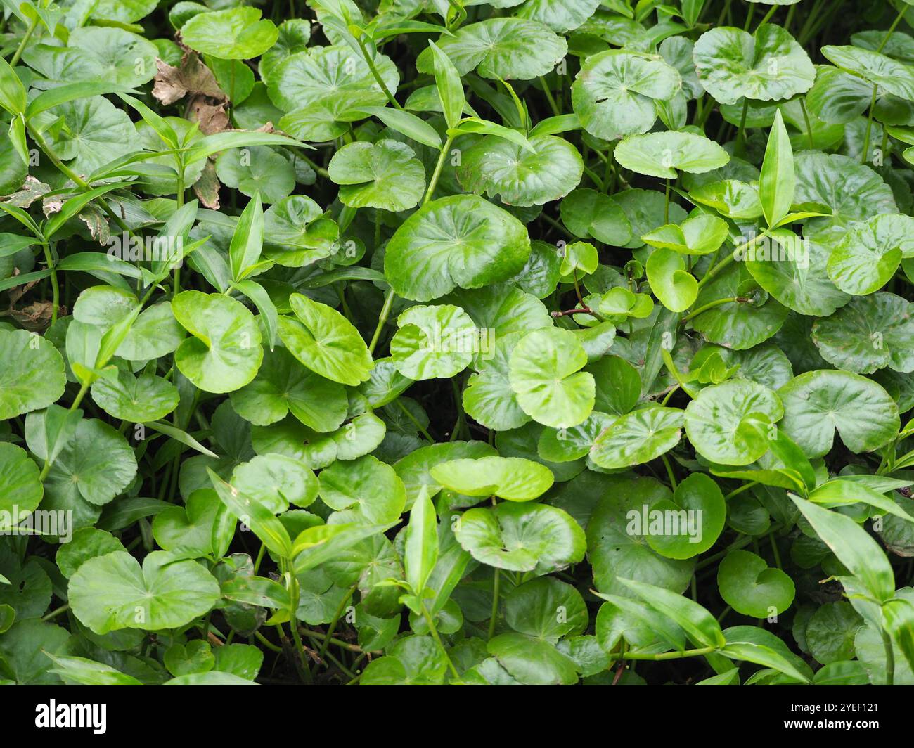 floating marsh pennywort (Hydrocotyle ranunculoides Stock Photo - Alamy