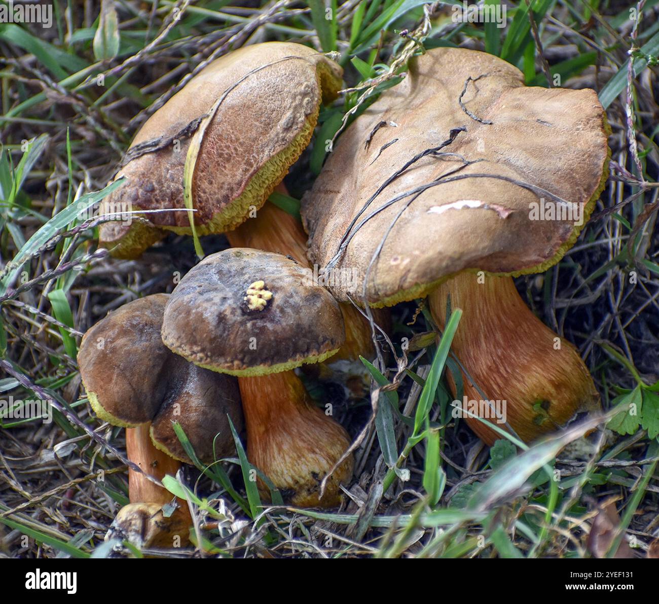 Red-cracking Bolete (Xerocomellus chrysenteron Stock Photo - Alamy