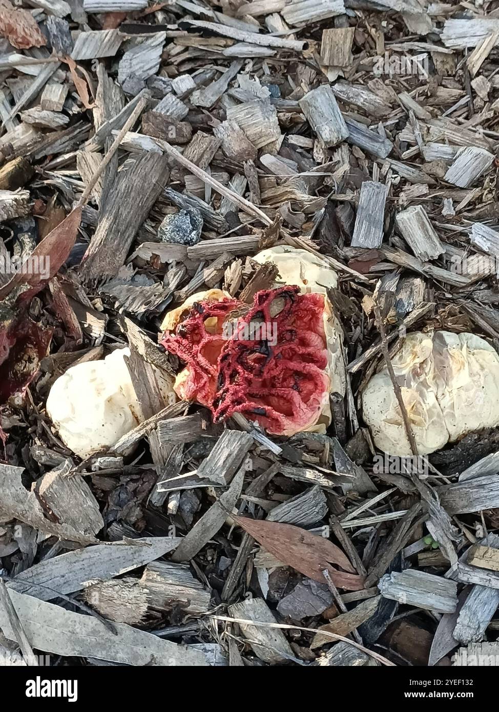 Craypot Stinkhorn (Colus pusillus Stock Photo - Alamy