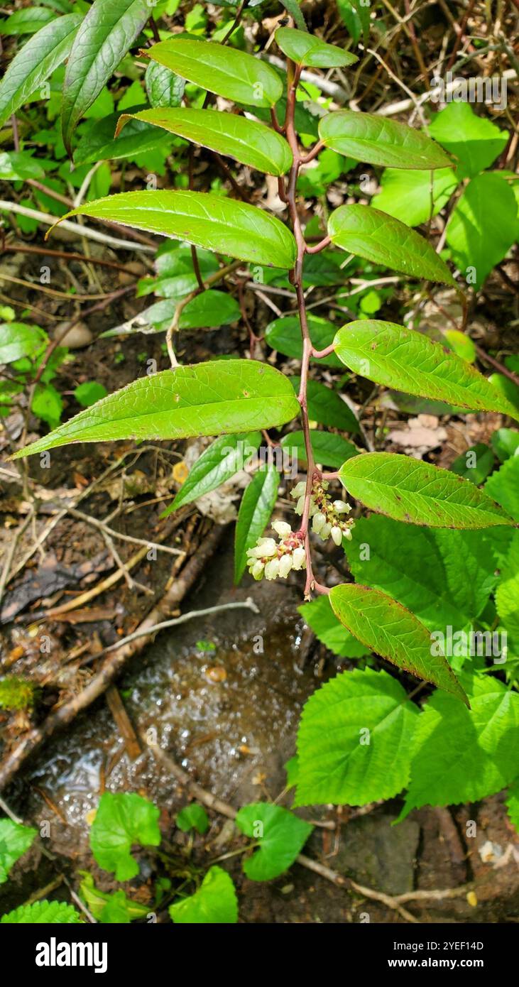 Leucothoe fontanesiana hi-res stock photography and images - Alamy