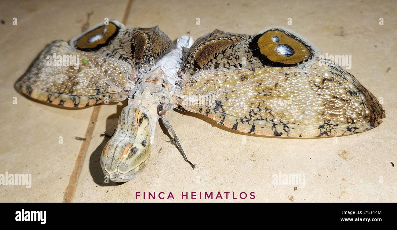 Peanut-headed Lanternfly (Fulgora laternaria Stock Photo - Alamy