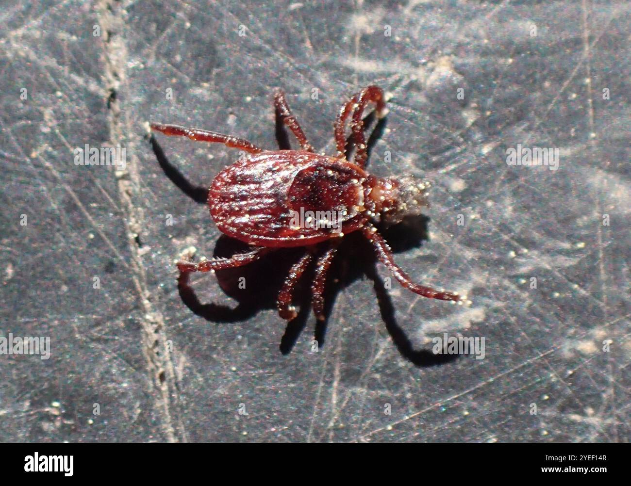 Brown Dog Tick (Rhipicephalus sanguineus Stock Photo - Alamy