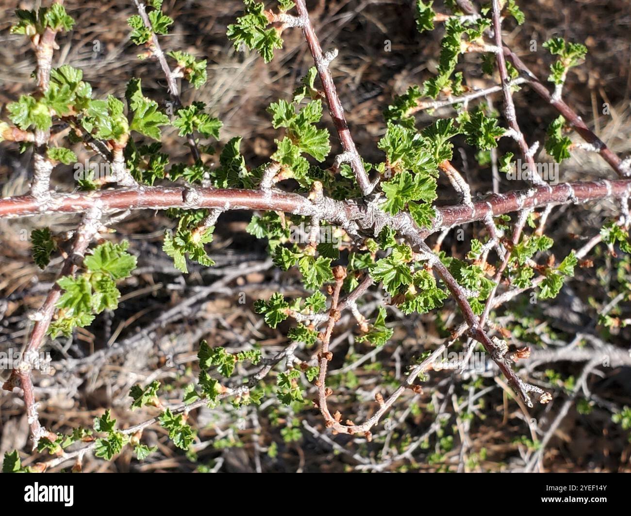wax currant (Ribes cereum Stock Photo - Alamy