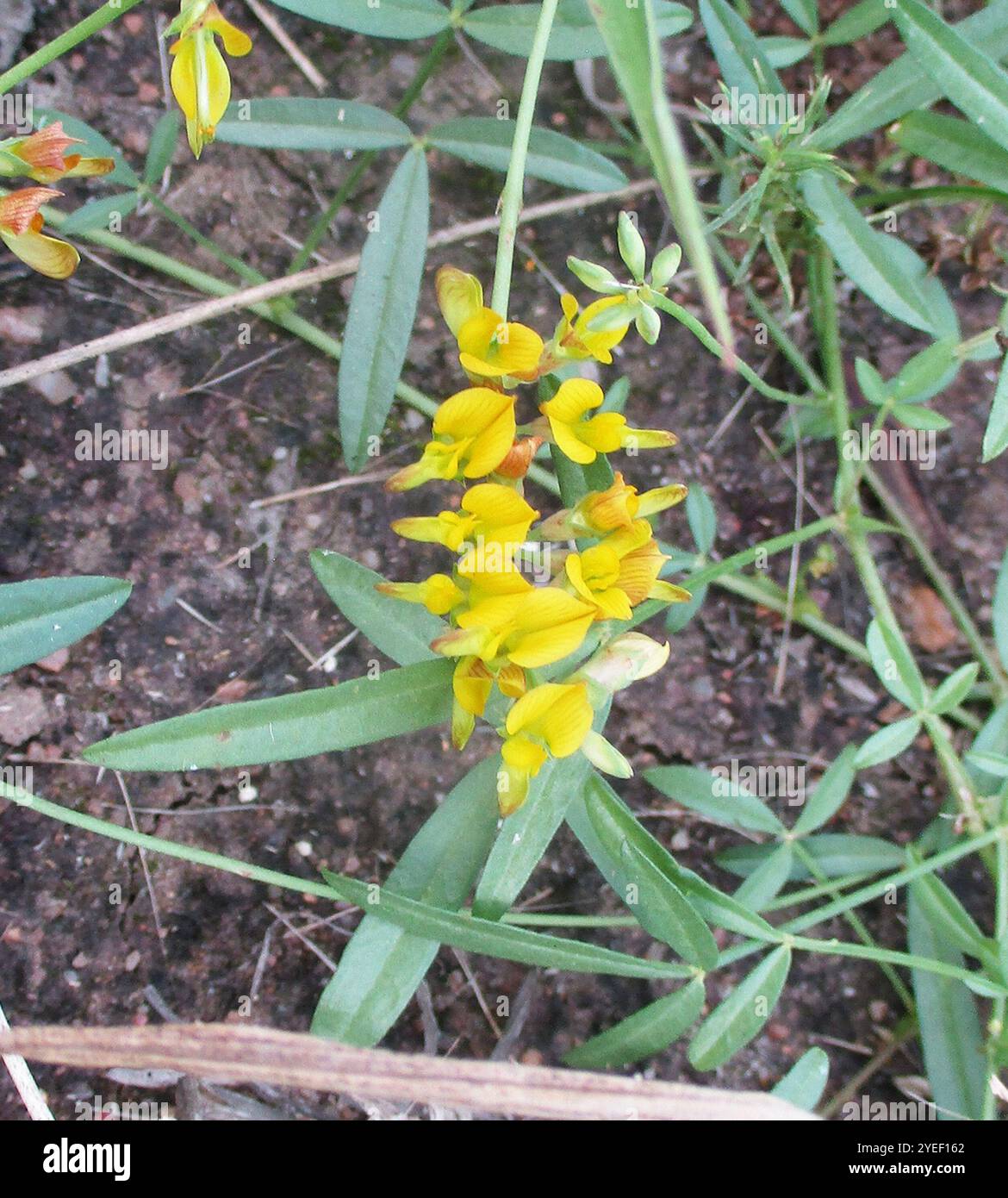 Rattlepods hi-res stock photography and images - Alamy