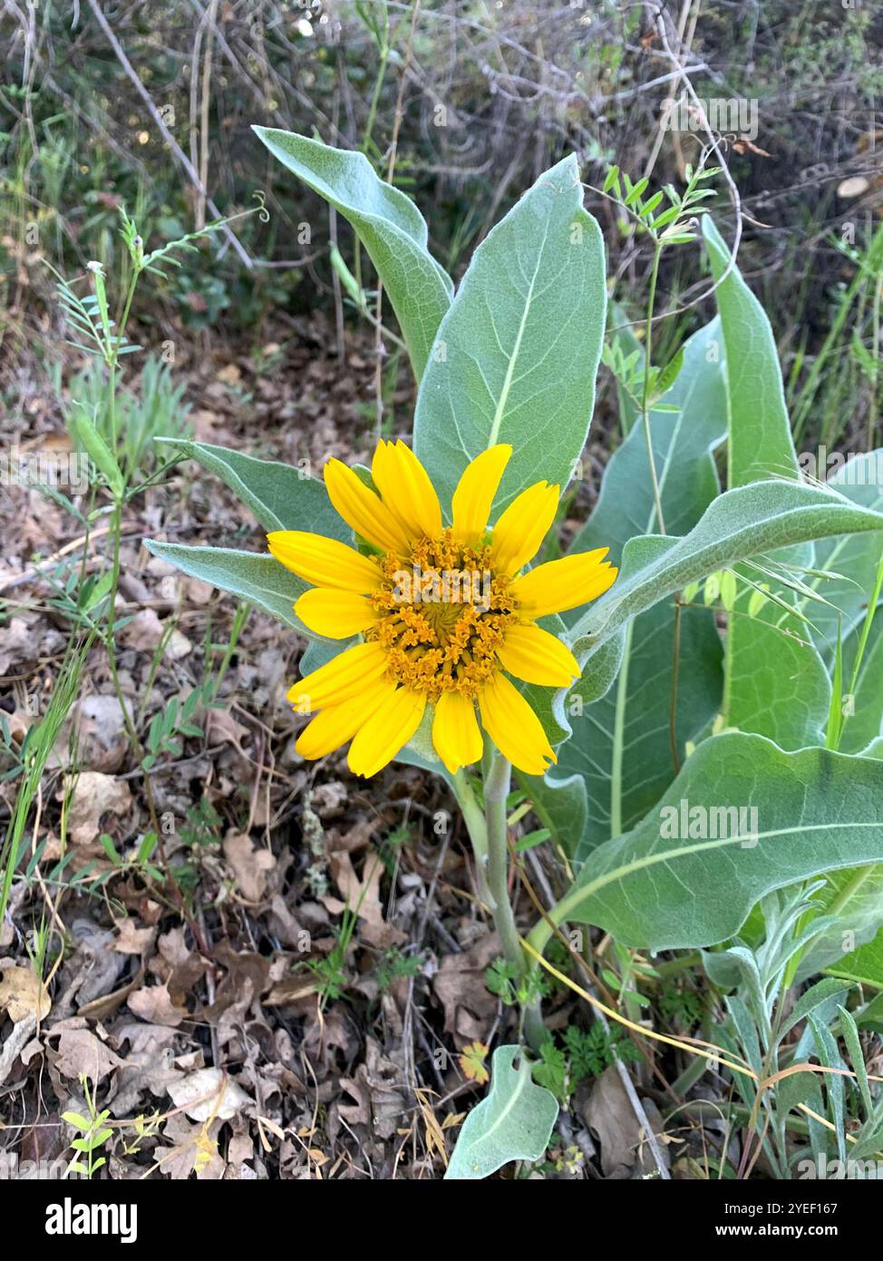 Gray Mule-Ears (Wyethia helenioides Stock Photo - Alamy