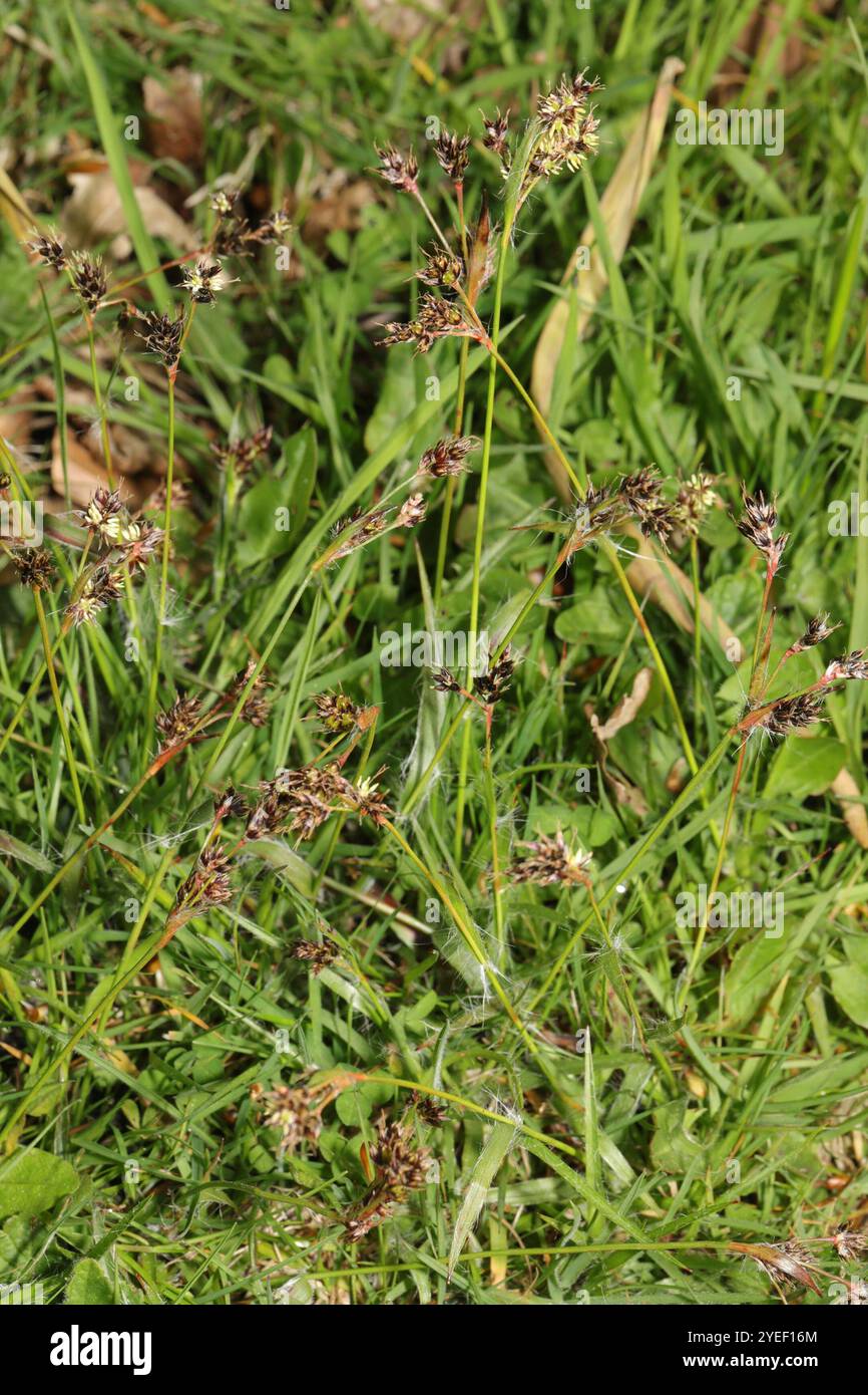 Field woodrush (Luzula campestris Stock Photo - Alamy