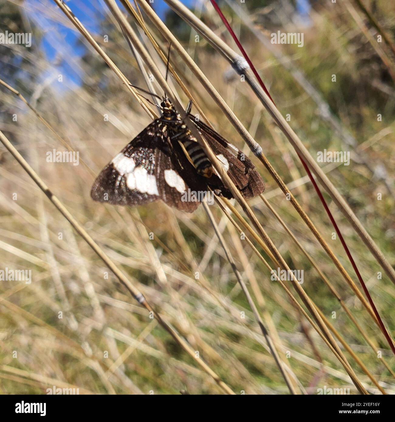 Australian magpie moth hi-res stock photography and images - Alamy