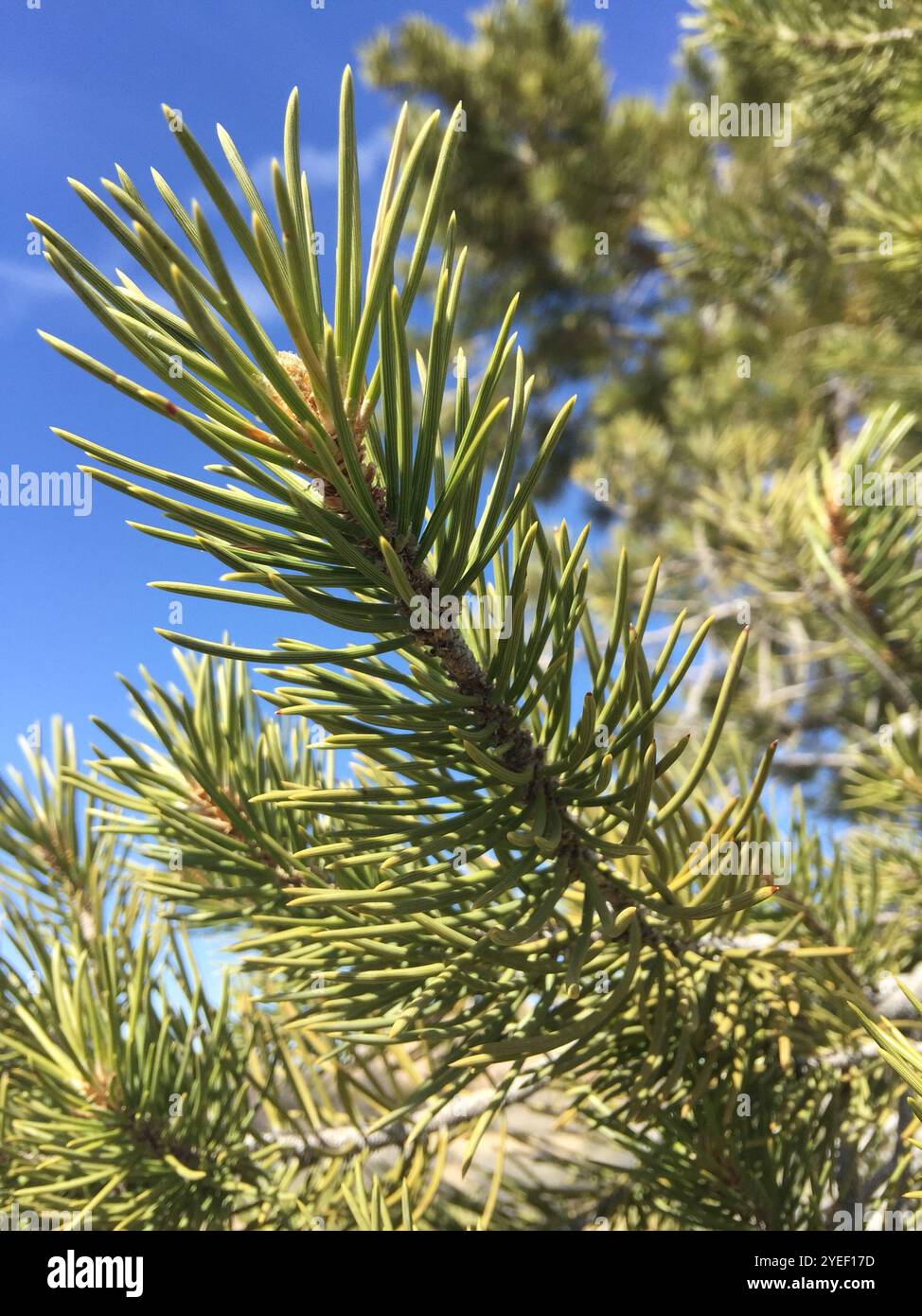 singleleaf pinyon (Pinus monophylla Stock Photo - Alamy