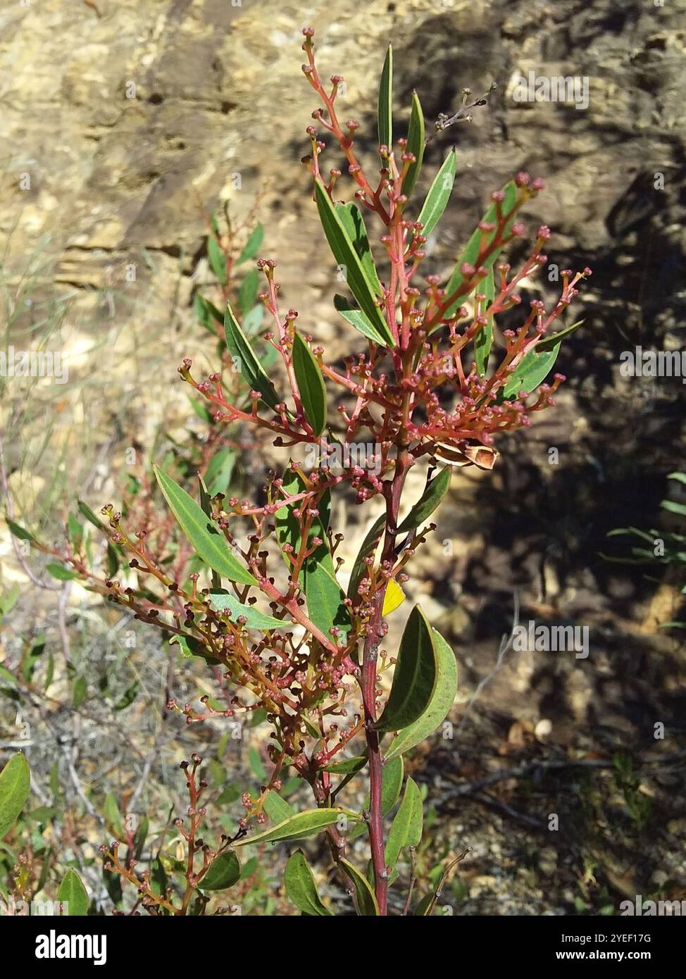 Myrtle Wattle (Acacia myrtifolia Stock Photo - Alamy