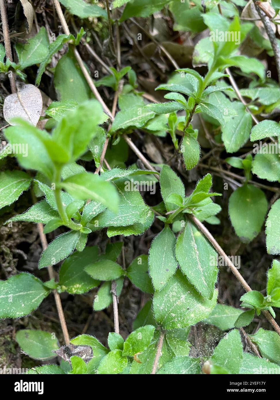 modesty (Whipplea modesta Stock Photo - Alamy