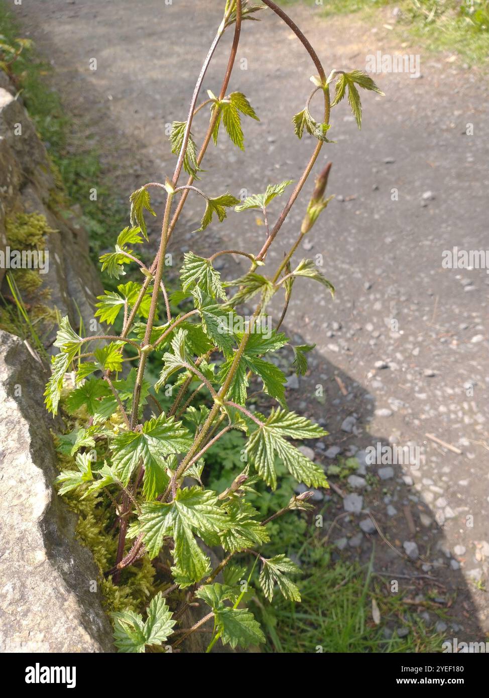 common hops (Humulus lupulus Stock Photo - Alamy