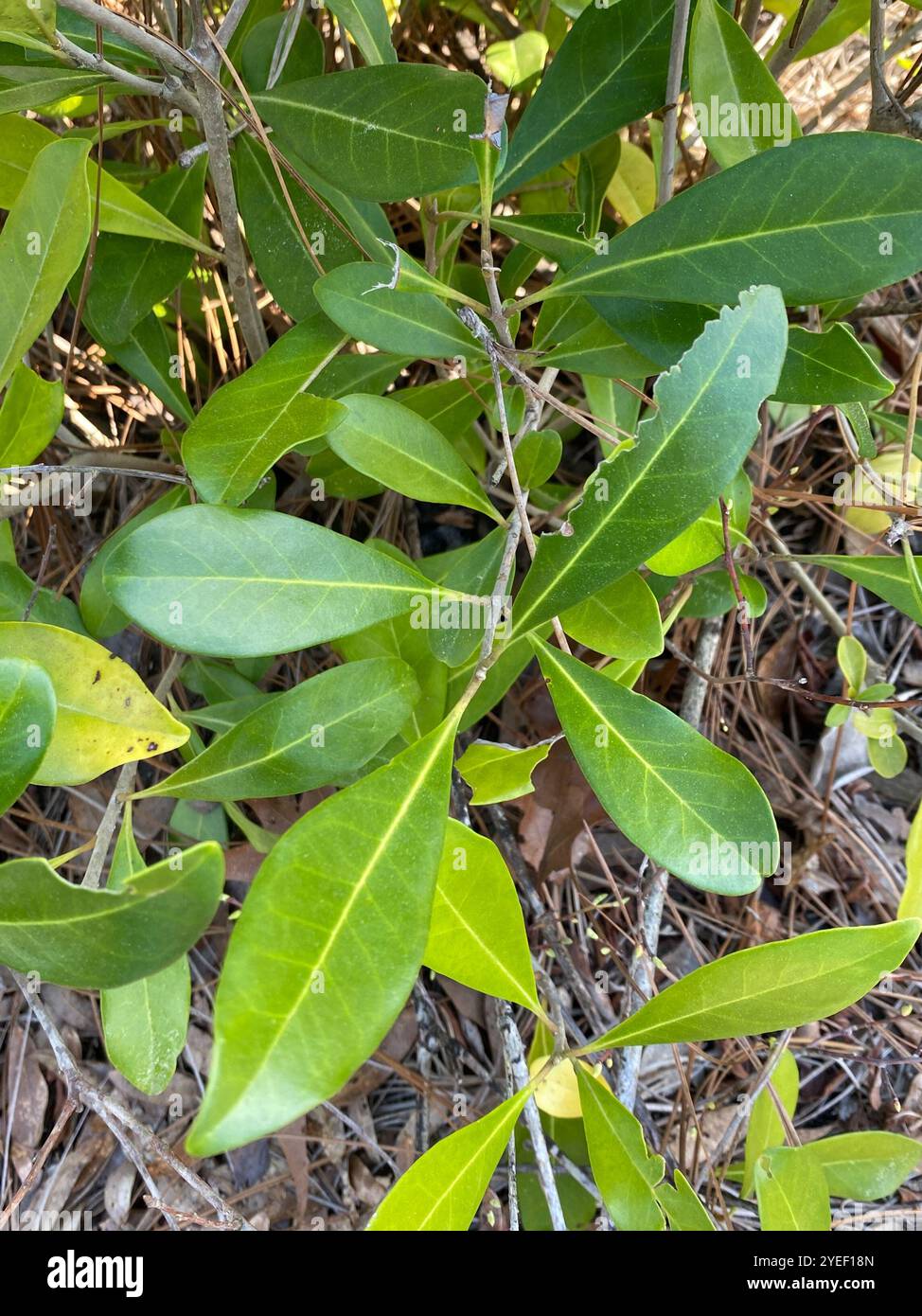 Cartrema americana hi-res stock photography and images - Alamy