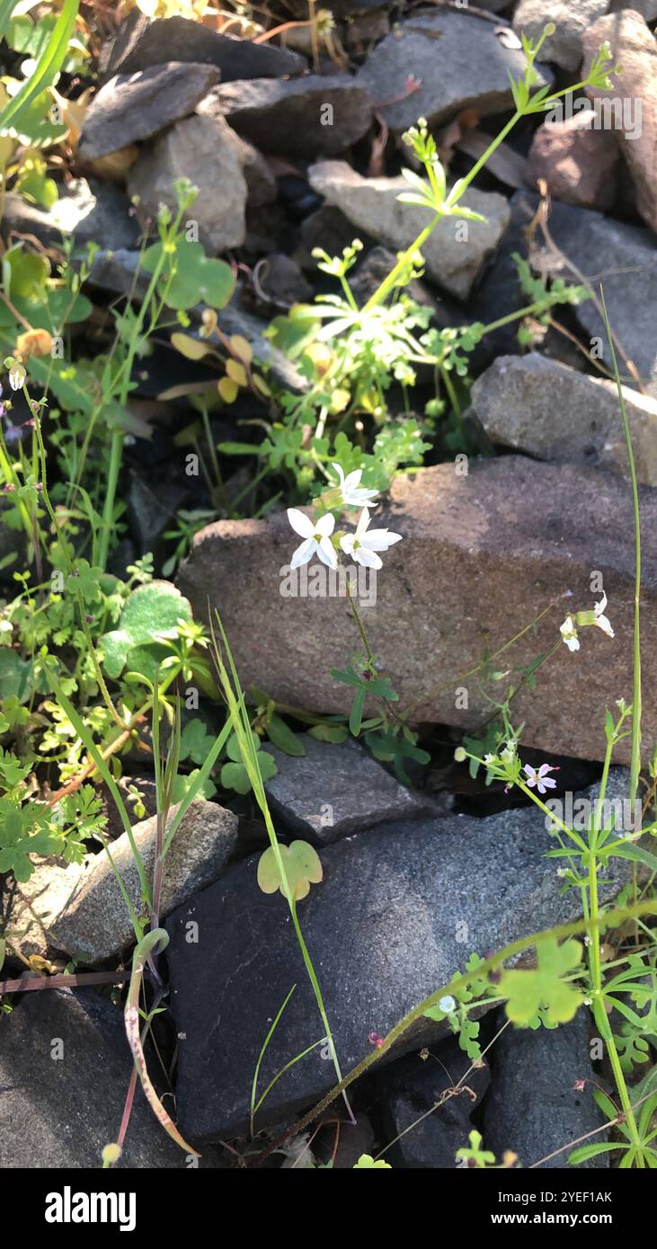 hillside woodland star (Lithophragma heterophyllum Stock Photo - Alamy