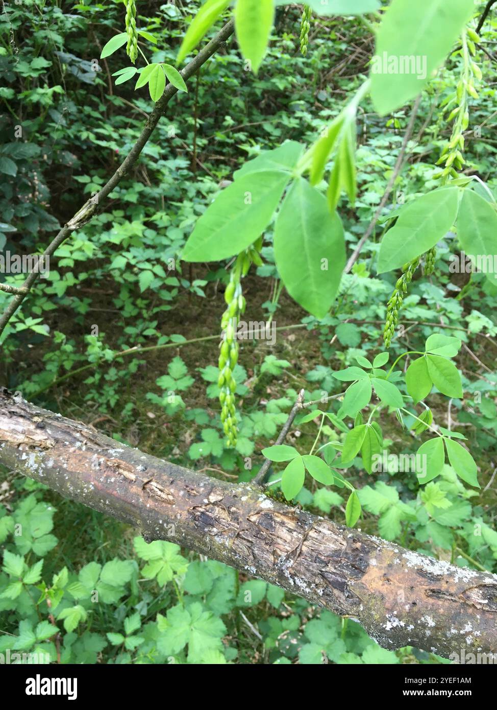 Common Laburnum (Laburnum anagyroides Stock Photo - Alamy