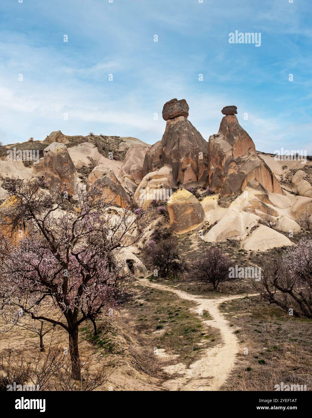 Cappadocia's iconic fairy chimneys rise amidst blooming trees, winding ...