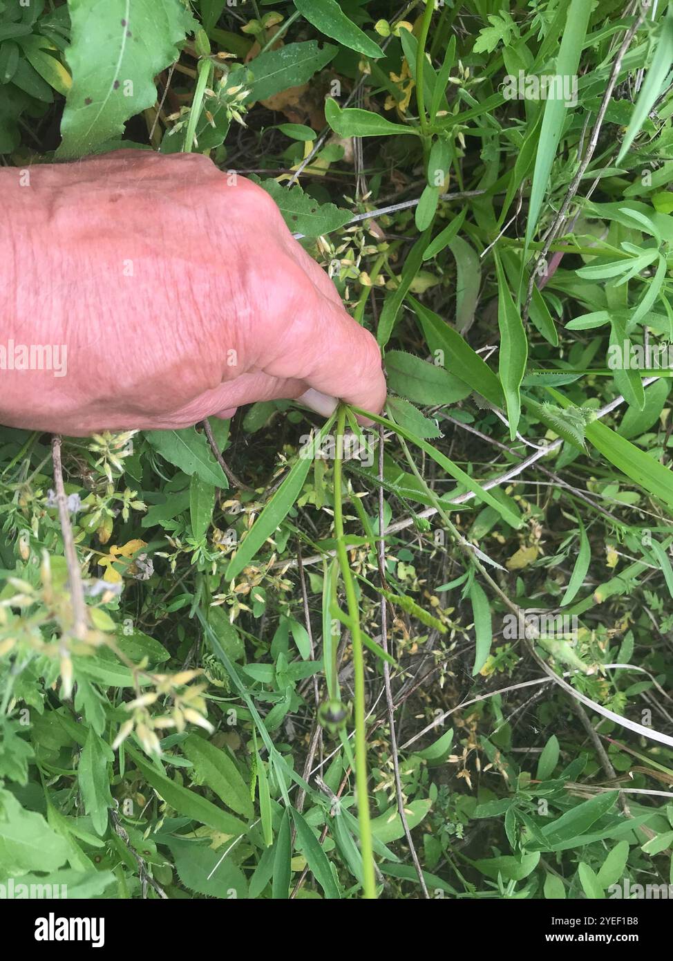 Lance-leaved Coreopsis (Coreopsis lanceolata Stock Photo - Alamy