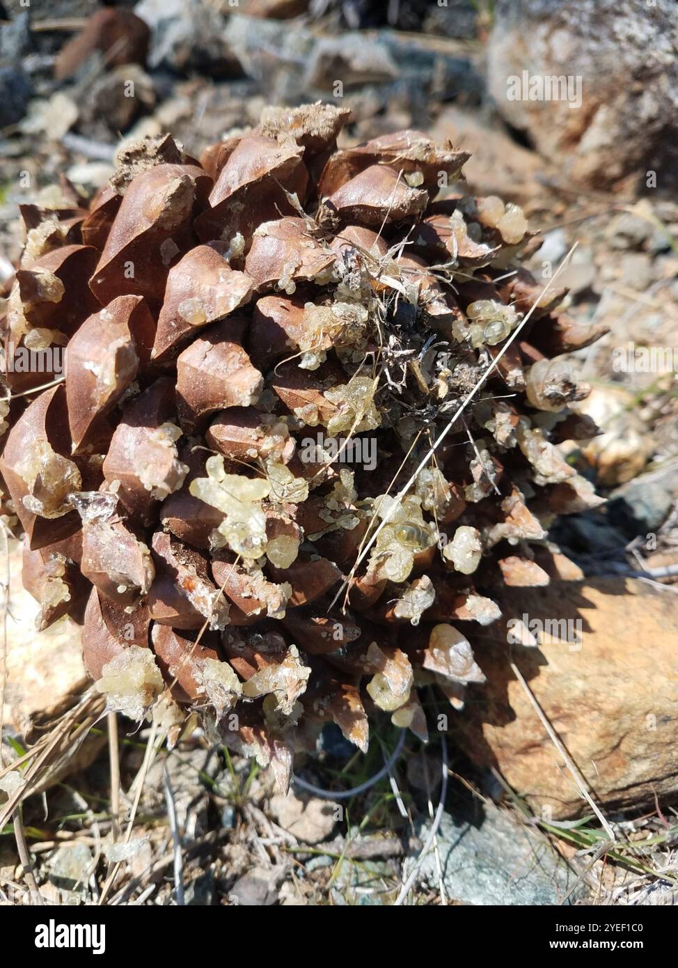 gray pine (Pinus sabiniana Stock Photo - Alamy