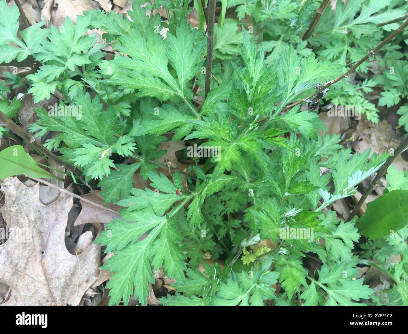 common mugwort (Artemisia vulgaris Stock Photo - Alamy