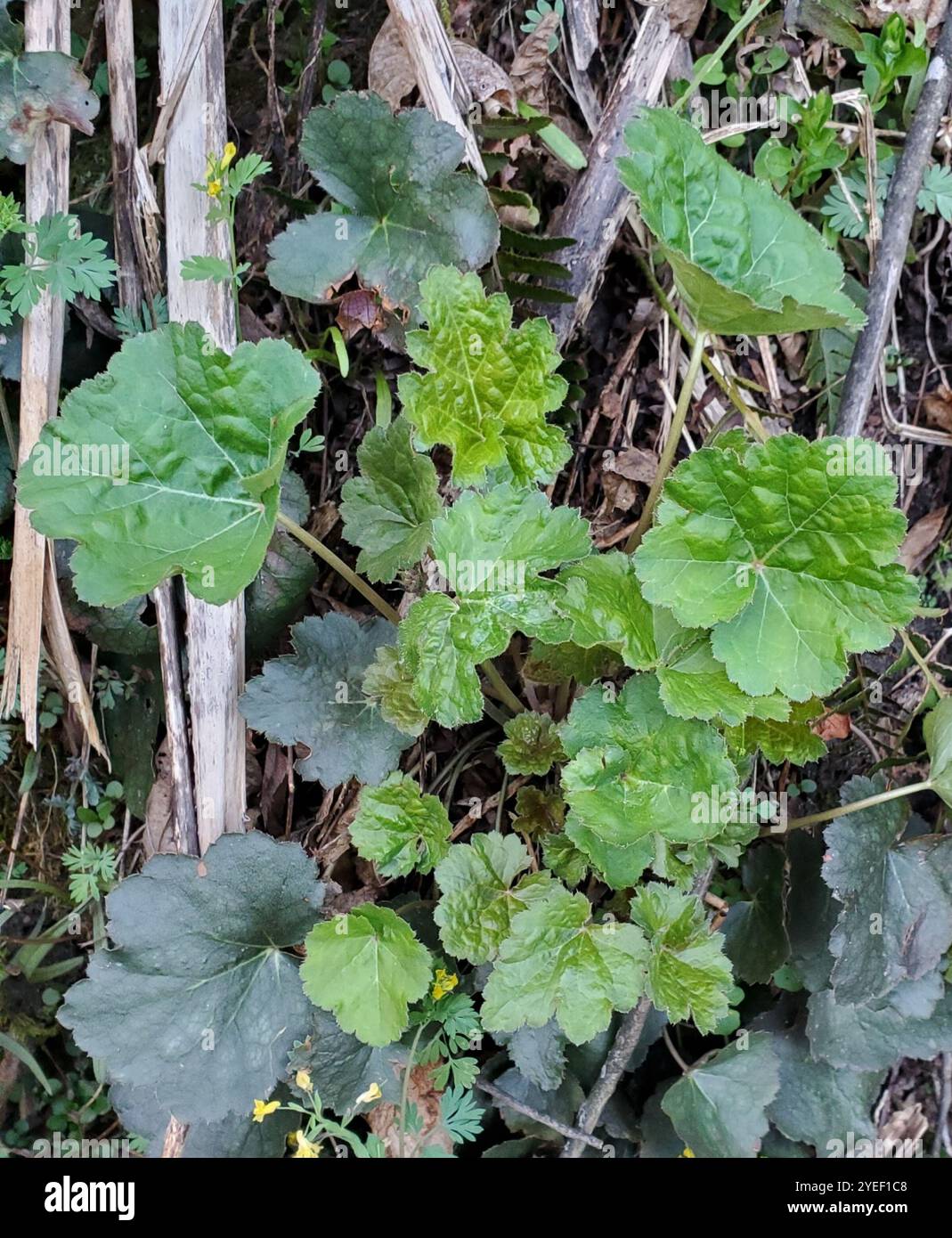 Heuchera americana hi-res stock photography and images - Alamy