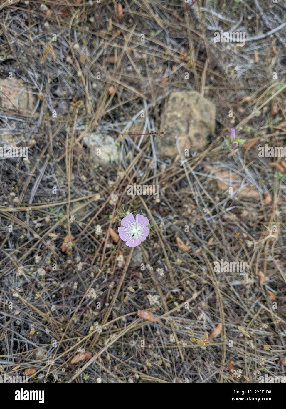 fringed checkerbloom (Sidalcea diploscypha Stock Photo - Alamy