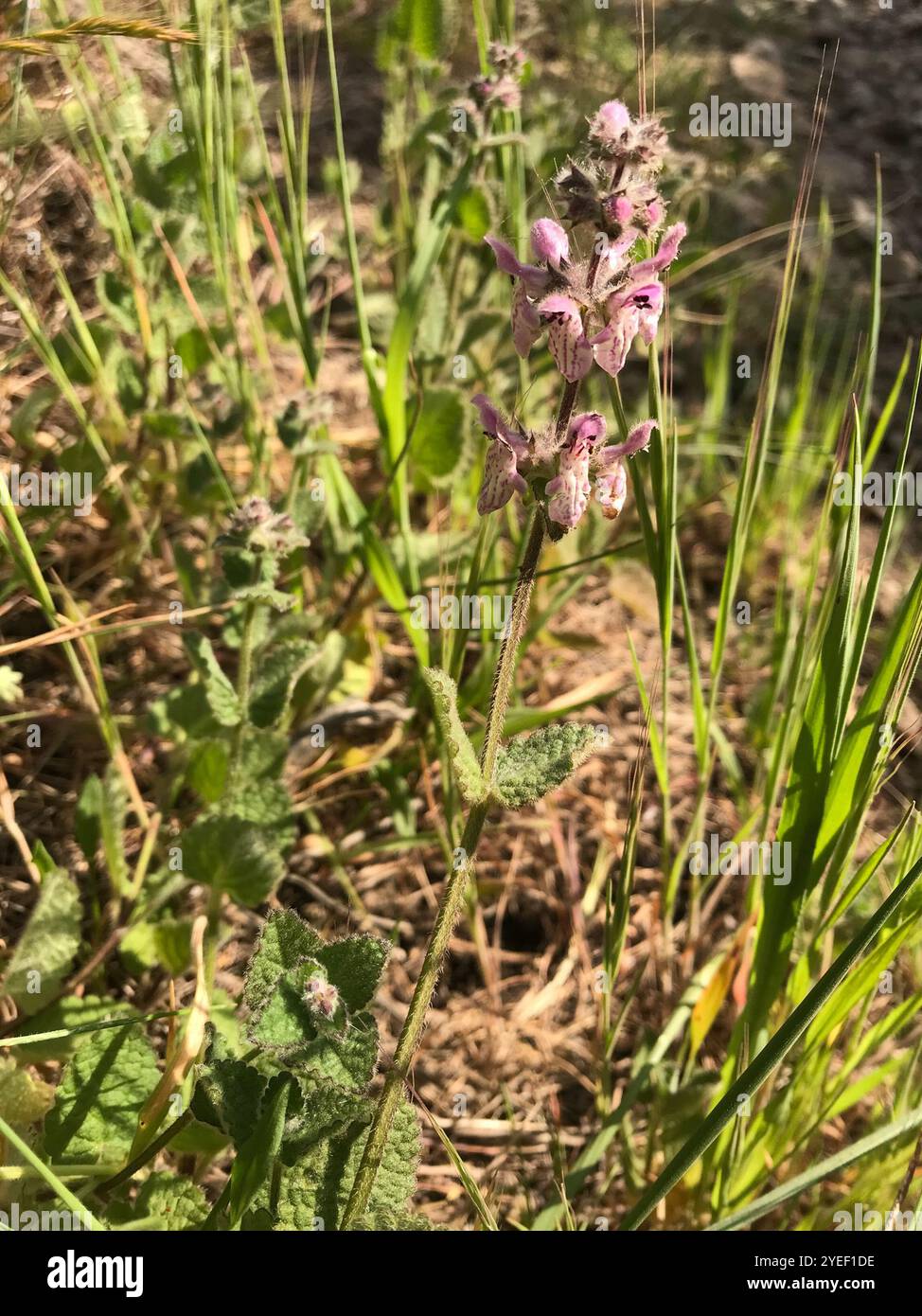 Rough Hedgenettle (Stachys rigida Stock Photo - Alamy