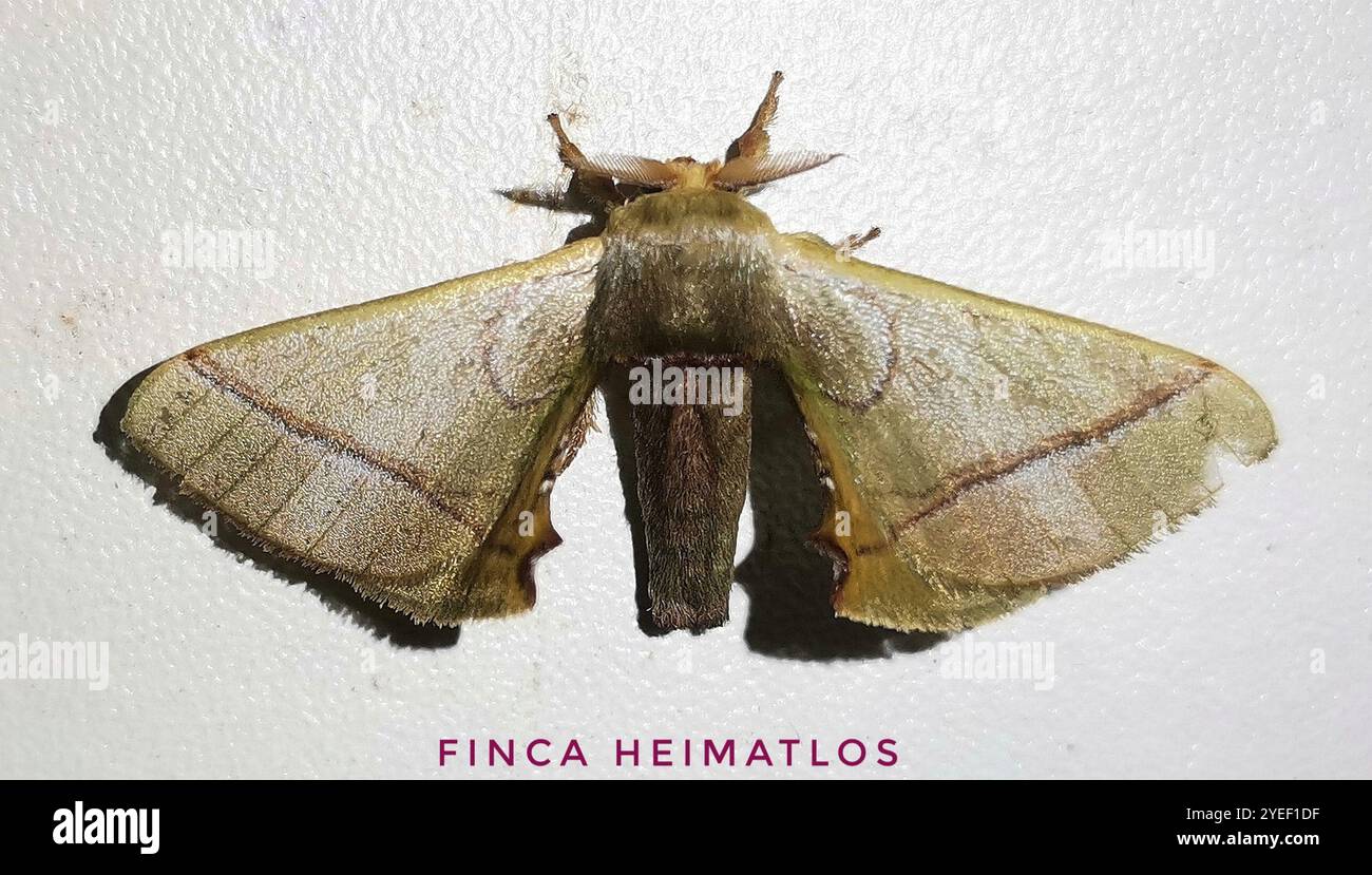 Epia hi-res stock photography and images - Alamy