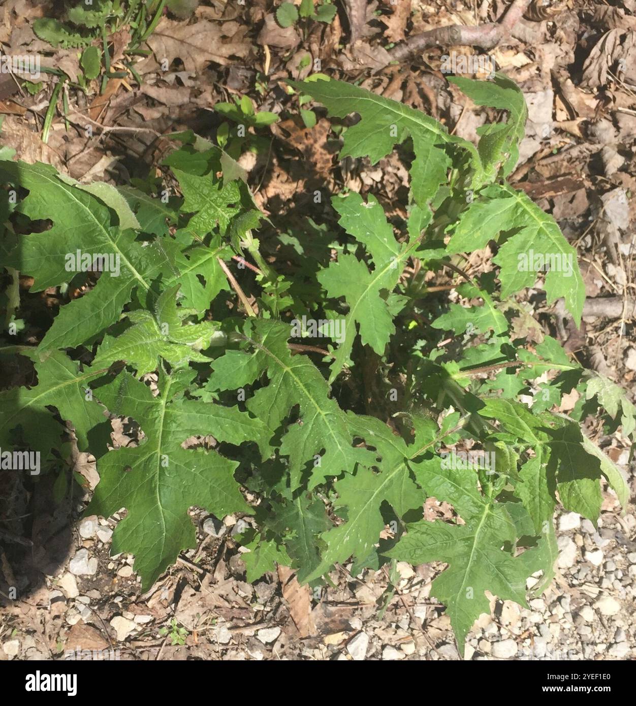 leafcup (Polymnia canadensis Stock Photo - Alamy