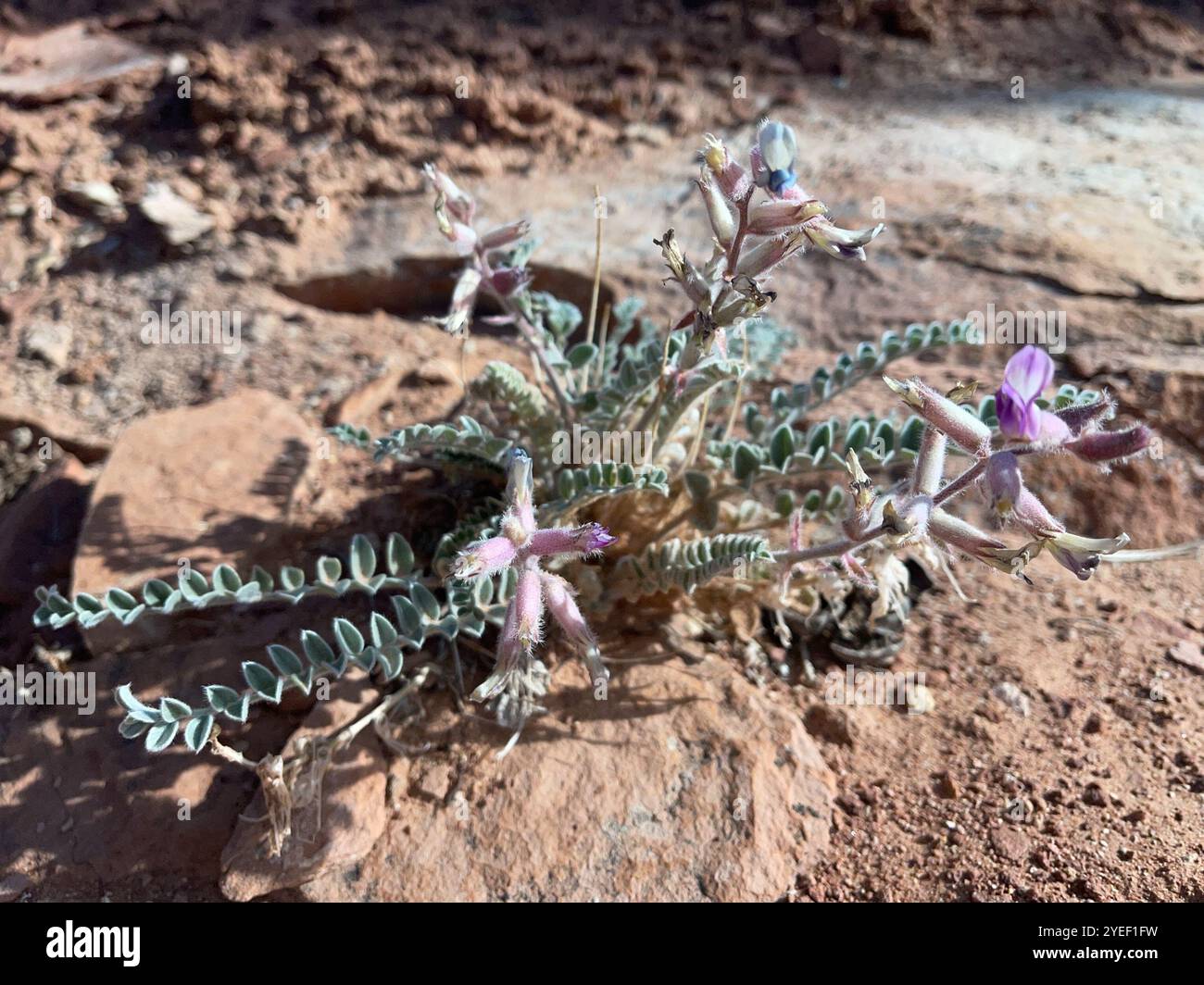 Woolly Locoweed (Astragalus mollissimus Stock Photo - Alamy