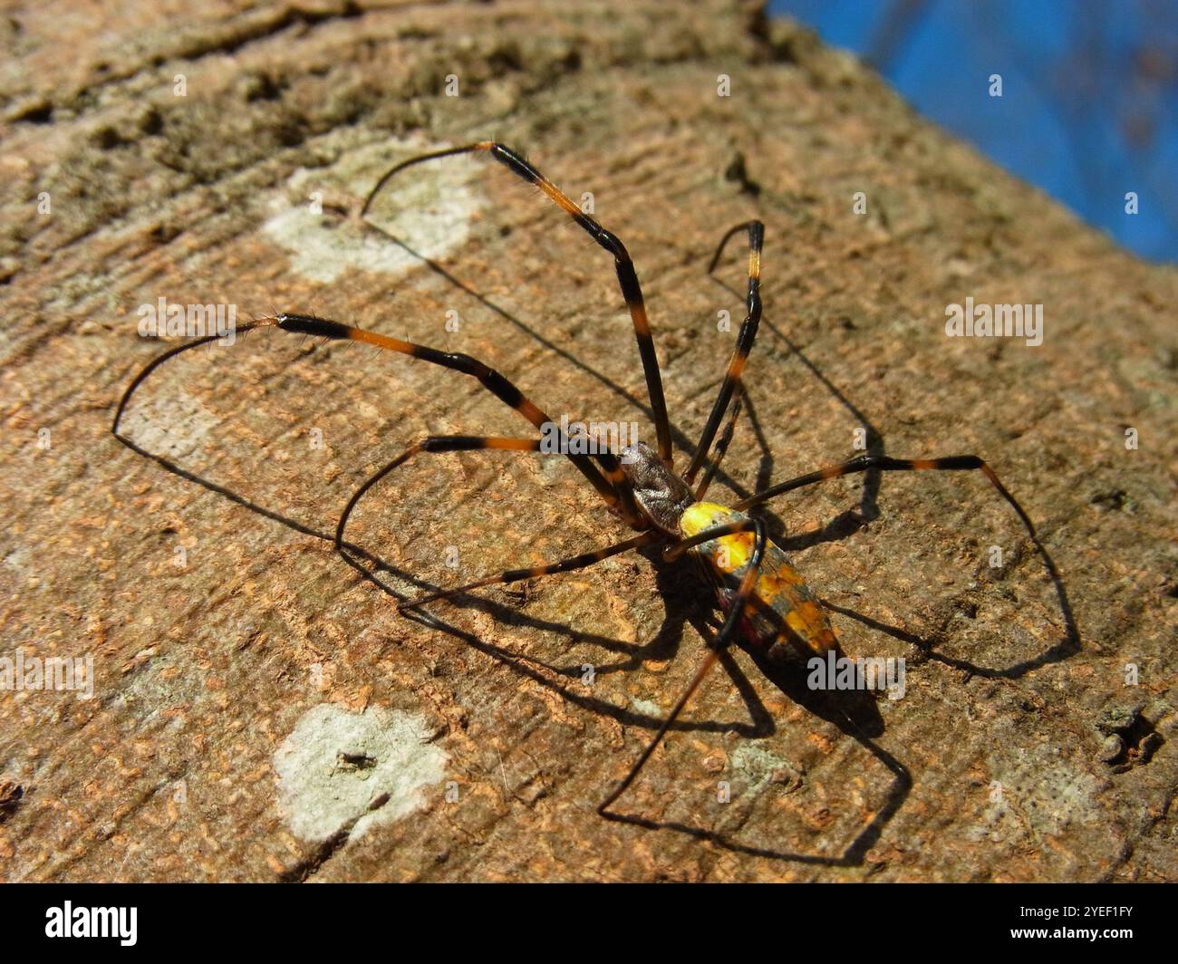 Joro Spider (Trichonephila clavata Stock Photo - Alamy