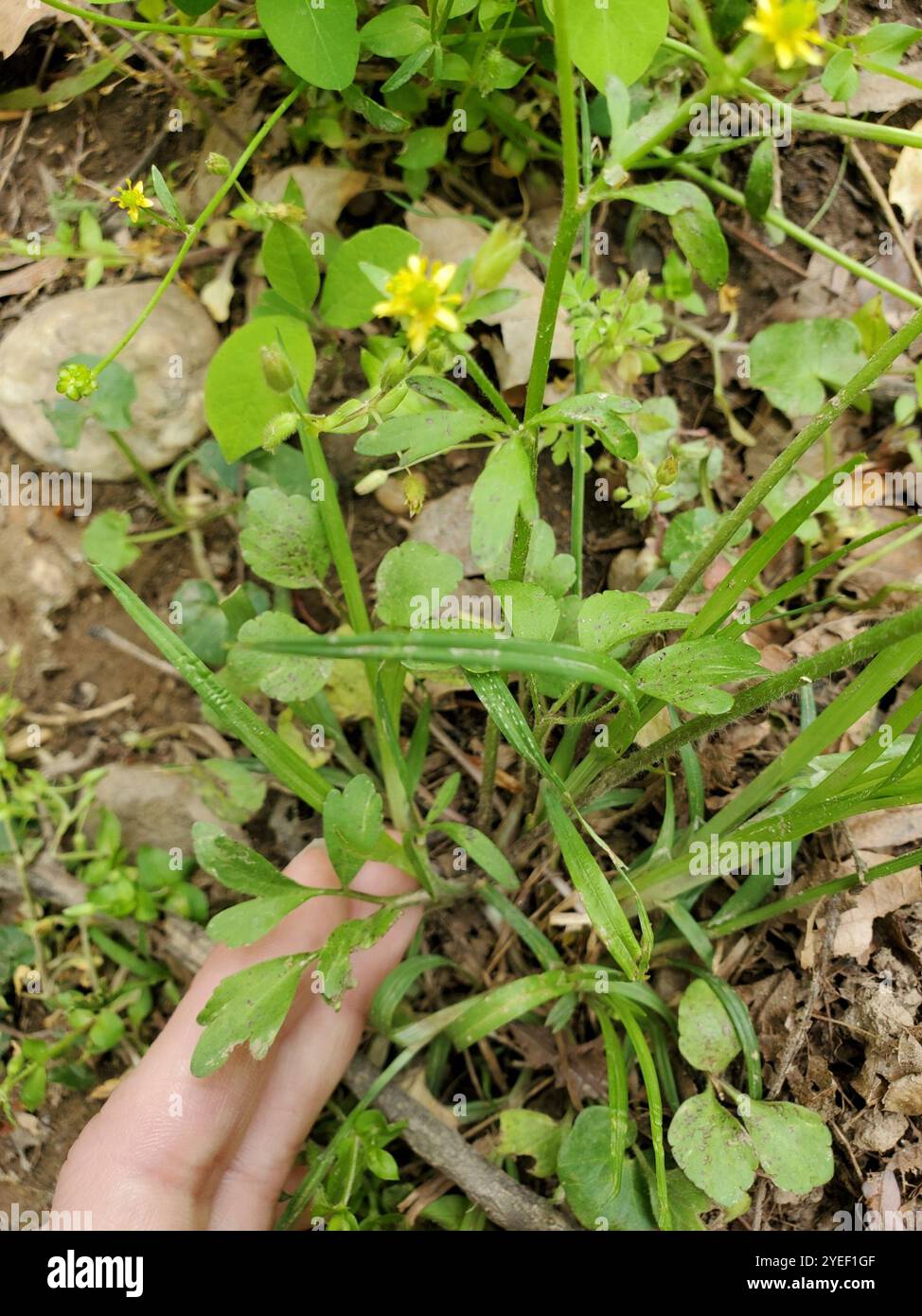 small-flowered buttercup (Ranunculus abortivus Stock Photo - Alamy
