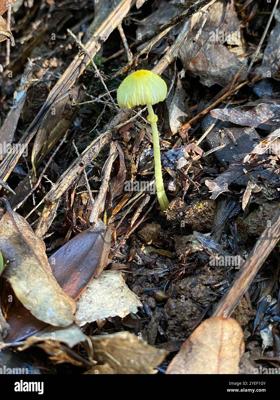 Fragile Dapperling (Leucocoprinus fragilissimus Stock Photo - Alamy