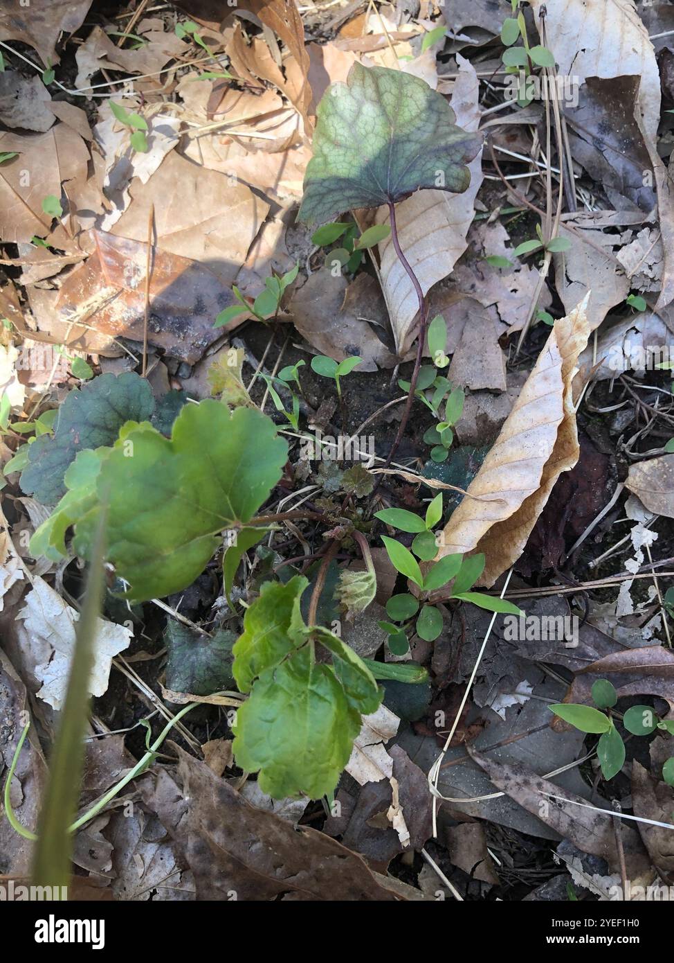 American alumroot (Heuchera americana americana Stock Photo - Alamy