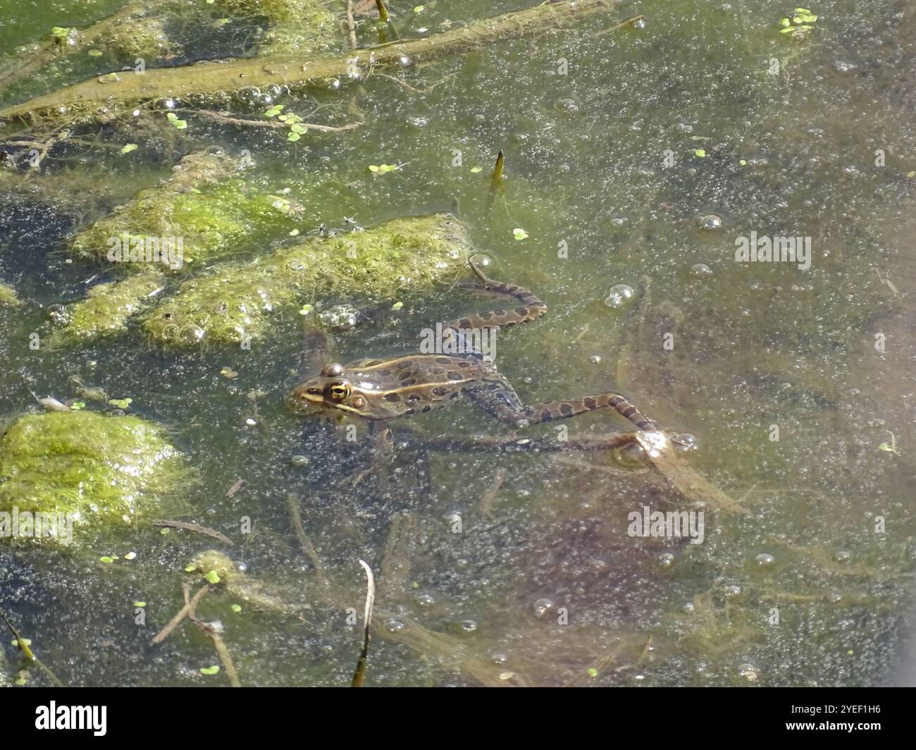 Northern Leopard Frog (Lithobates pipiens Stock Photo - Alamy
