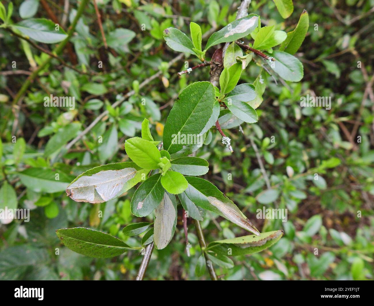 Firethorn (Pyracantha coccinea Stock Photo - Alamy