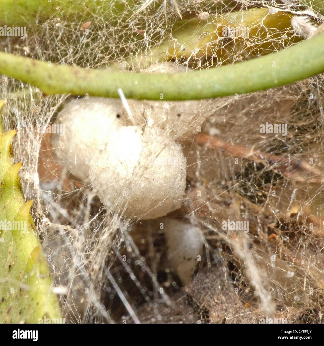 Zimbabwe Button Spider (Latrodectus rhodesiensis Stock Photo - Alamy