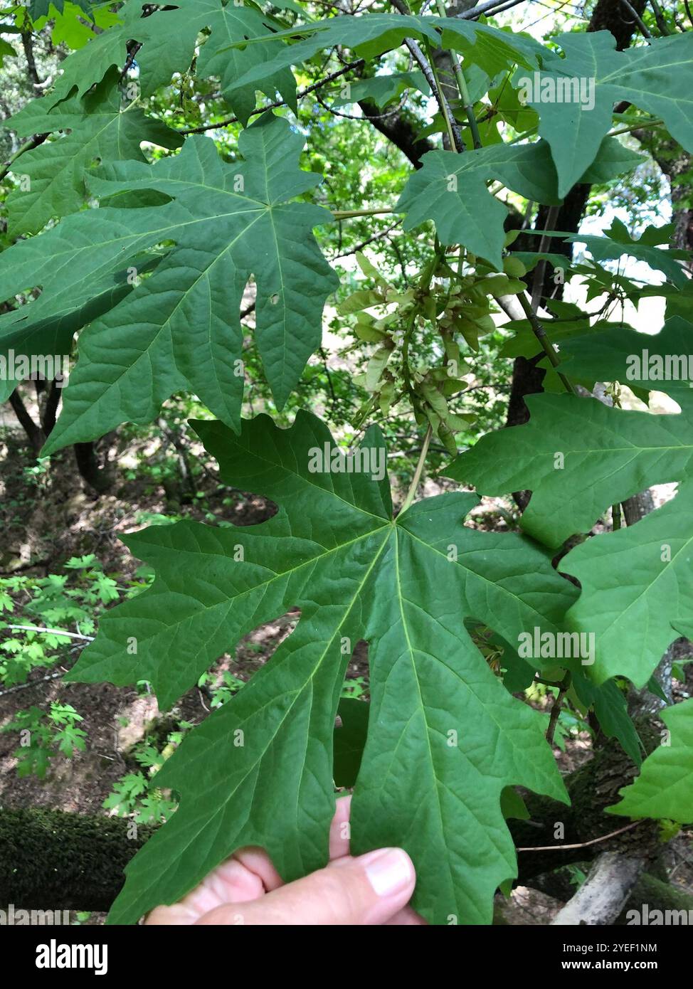 bigleaf maple (Acer macrophyllum Stock Photo - Alamy