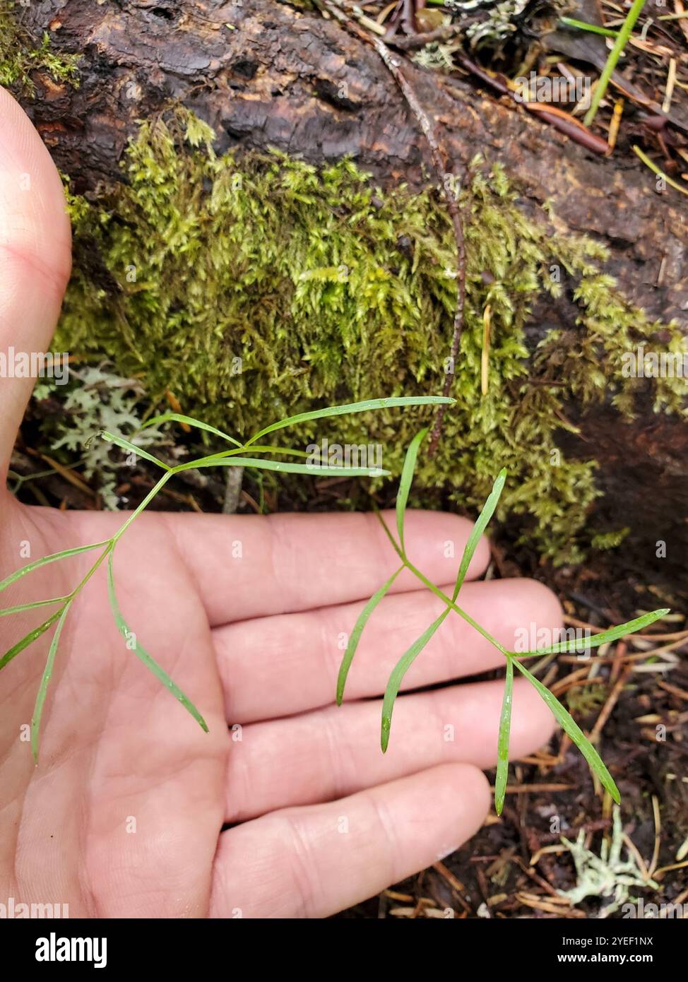 Perideridia hi-res stock photography and images - Alamy