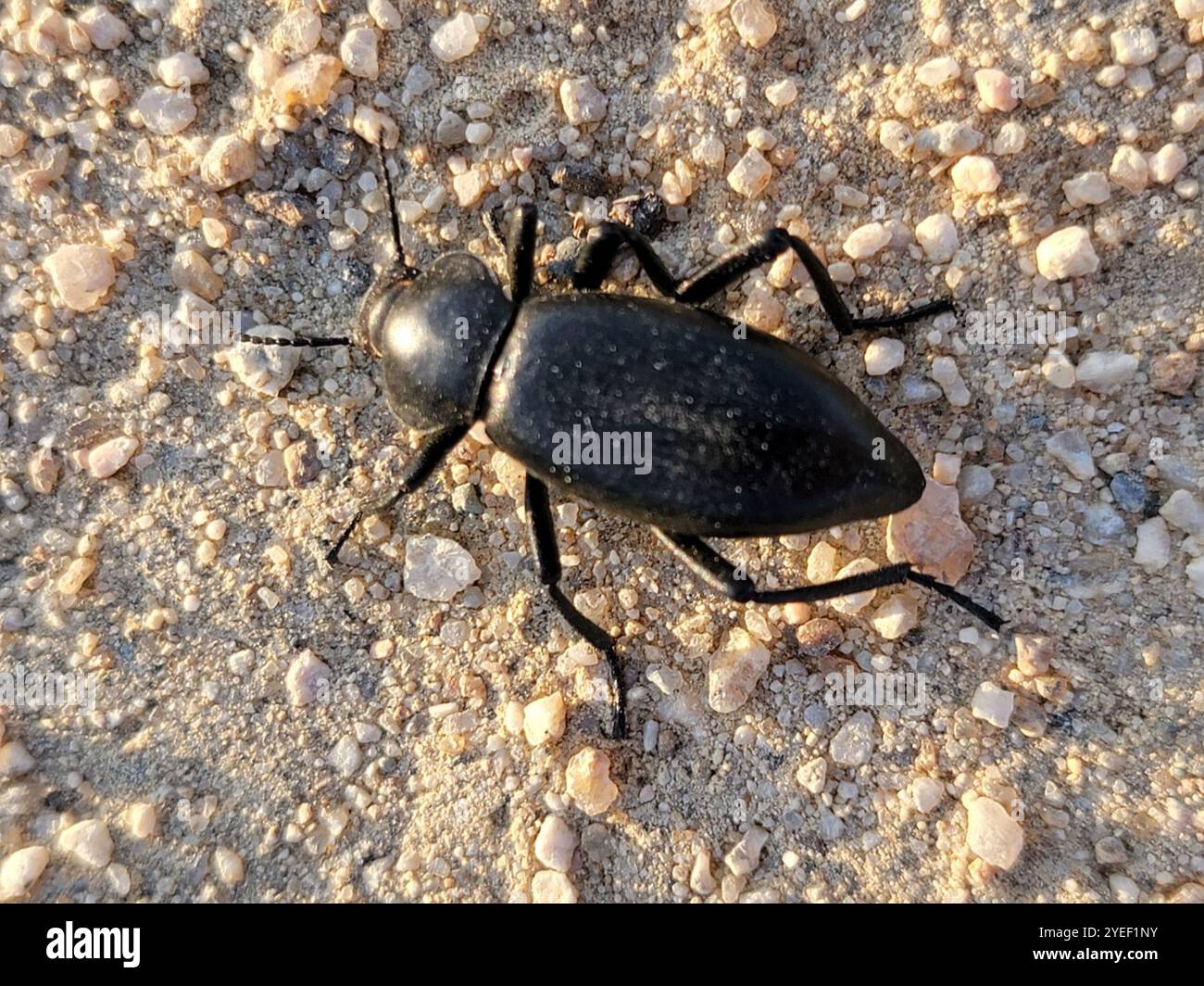 Dentate Stink Beetle (Eleodes dentipes Stock Photo - Alamy