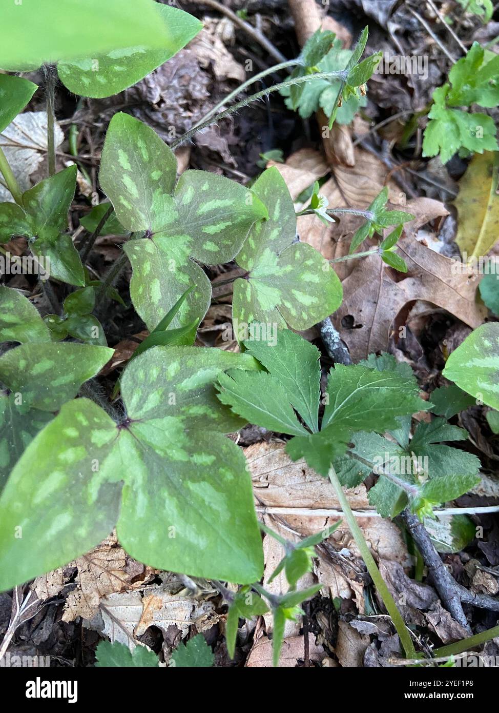 sharp-lobed hepatica (Hepatica acutiloba Stock Photo - Alamy
