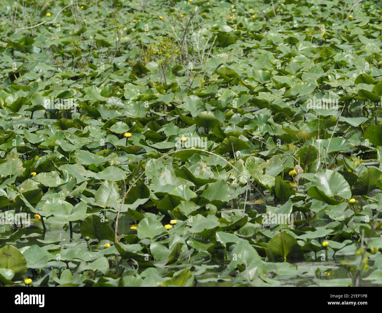 spatterdock (Nuphar advena Stock Photo - Alamy
